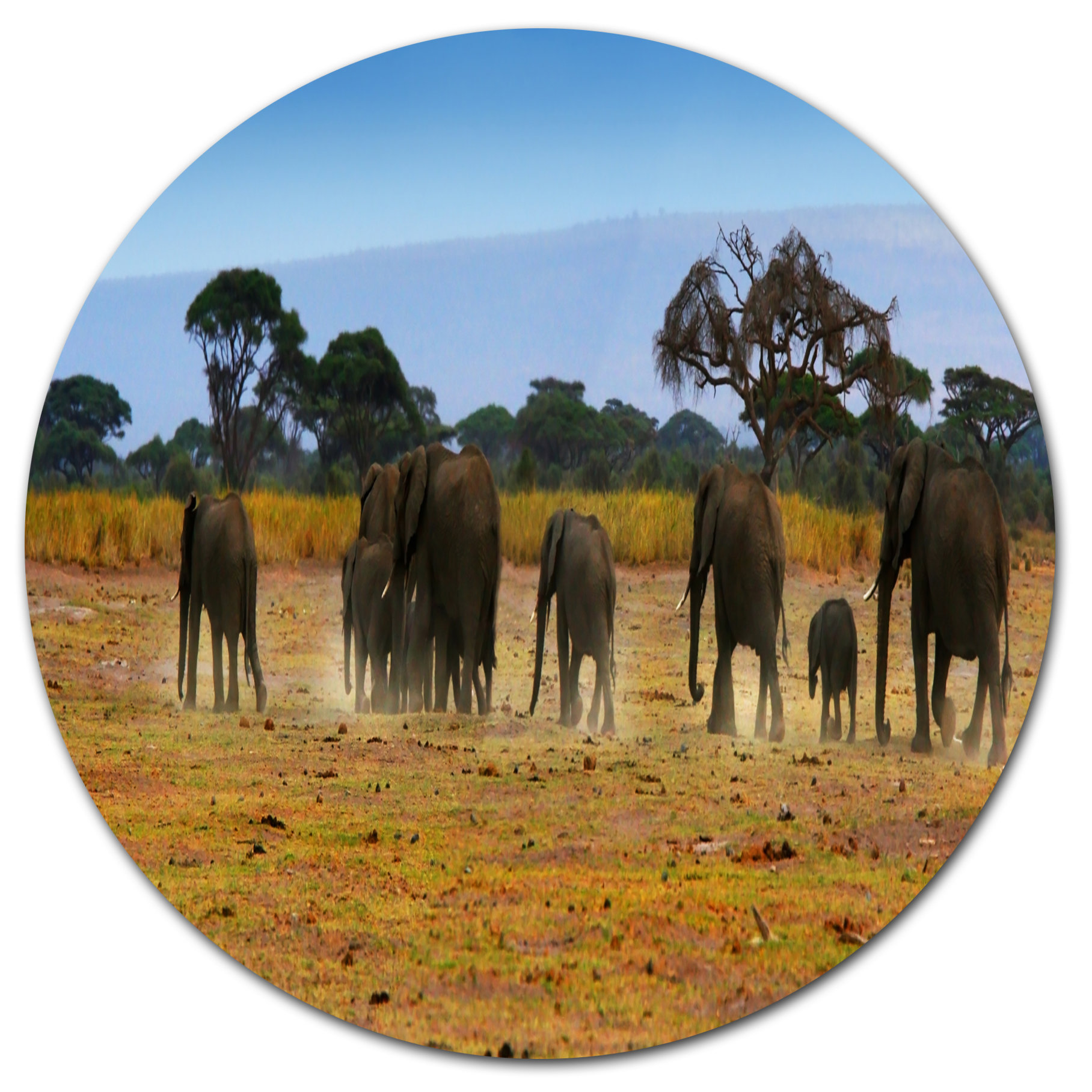 Memory Of African Wild Elephants, African Disc Metal Wall Art, Disc of ...