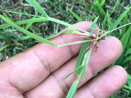 weed problem in lawn