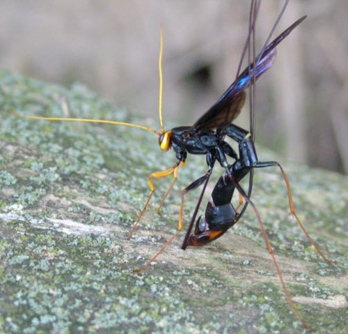 Is this a bee, hornet, mutated insect?