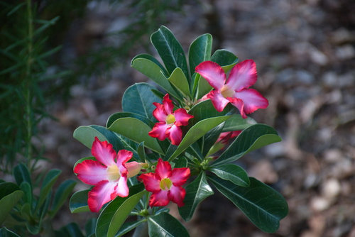 Identifying Adenium Obesum