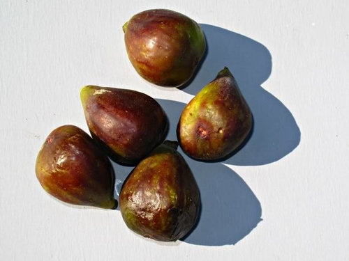 Pennsylvania fig valley