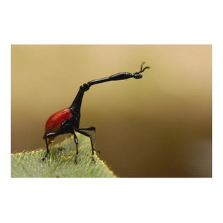 "Giraffe Weevil, Analamazoatra Special Reserve/Perinet" Paper Art, 20 ...