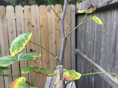 Need help diagnosing eastern redbud problem