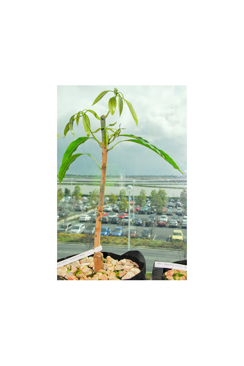 Wilted young mango leaf growth