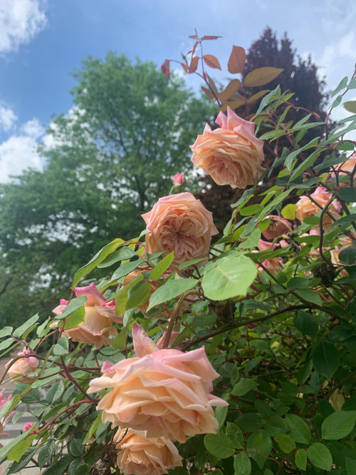 Can anyone help identify this rose? Zone 7a