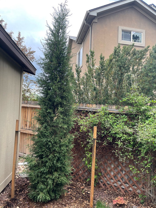 Taylor Columnar Juniper interior orange growth?