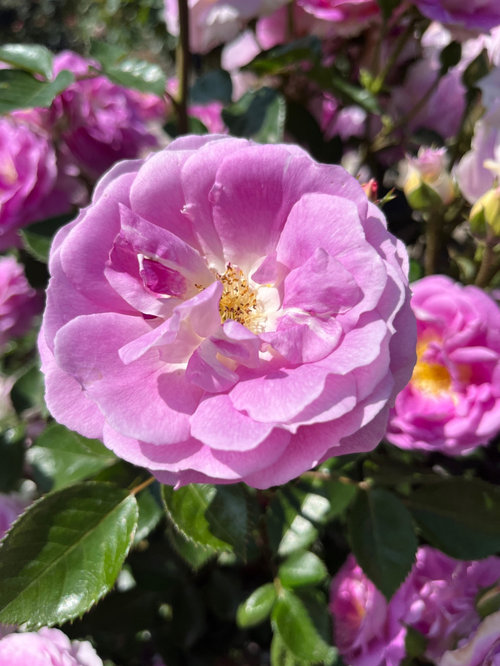 Arctic Blue rose storm!