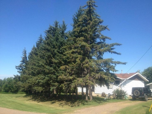 evergreens-planted-too-close-together