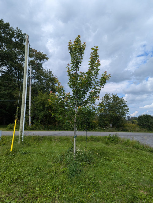 Need help with young maple trees