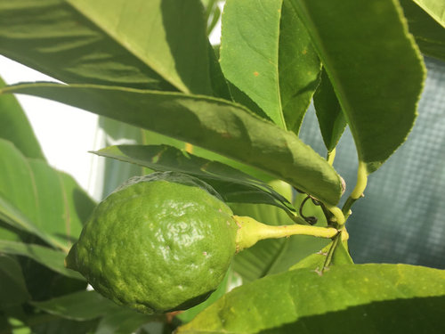 First year for Citron fruit here