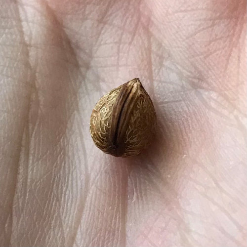 Seed identification help?