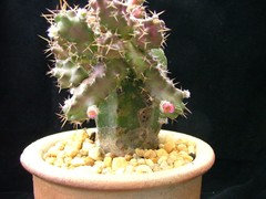 Ugliest Cactus Ever....