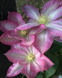 2019 Clem flower show