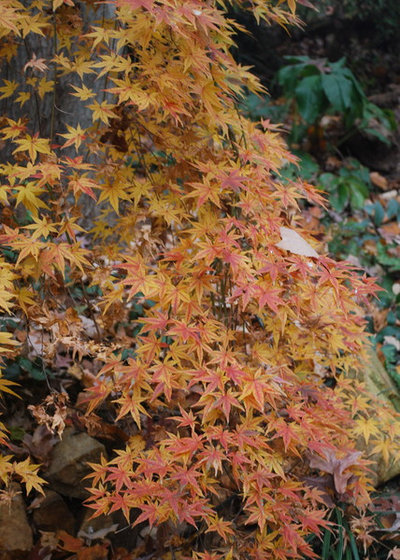 13 Japanese Maples for Shade