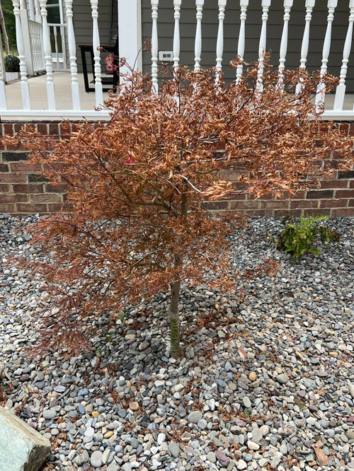 Japanese Maple, leaf scorch?