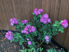 Lavender Crush Climber