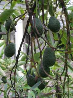 Keep or remove large avocado tree?