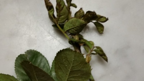 What is wrong with my roses.