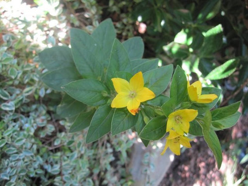 multiple yellow flowers on this 'spire'