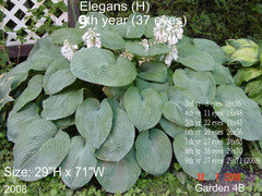 Recommend Giant Hostas