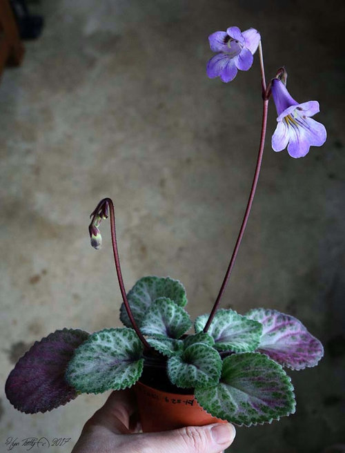 Primulina 'Loki' | Houzz Forum