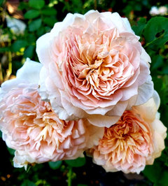 Bathsheba, a David Austin rose