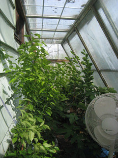 Advice for planting citrumelos