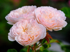 Emily Bronte - my newest David Austin rose