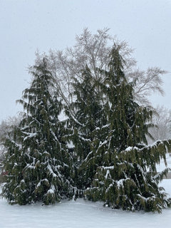 Beautiful Weeping Alaskan Cedar Photo!
