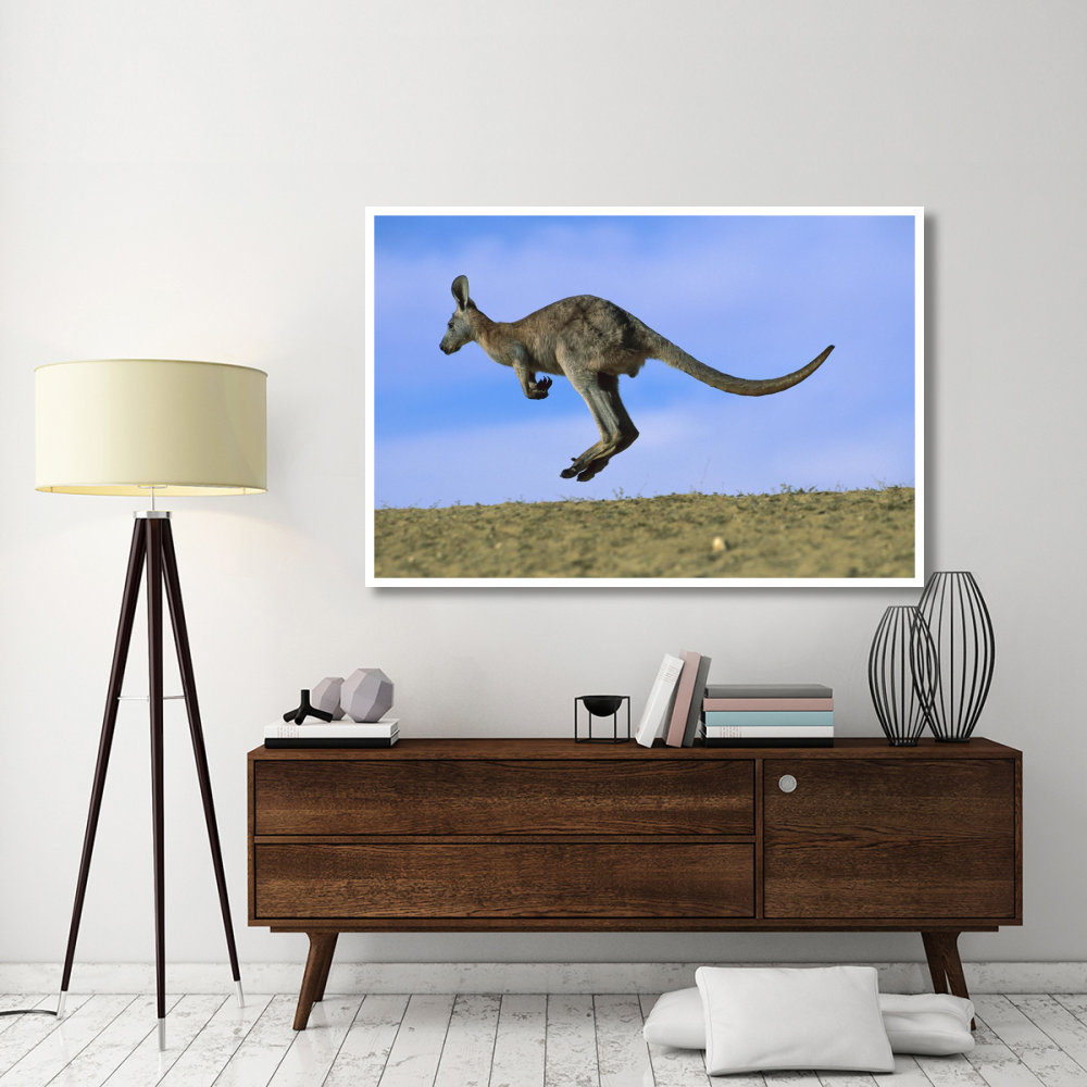 "Wallaroo or Euro Kangaroo hopping, Sturt, New South Wales" Paper Art ...