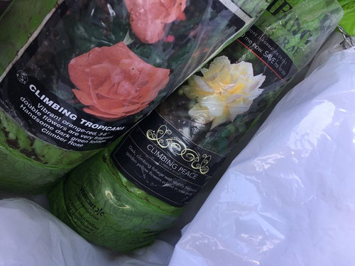 Walmart roses a lot better