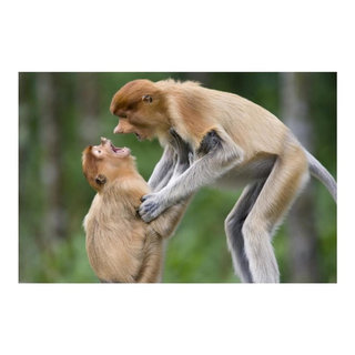 "Proboscis Monkey juveniles playing, Sabah, Malaysia" Paper Art, 20"x14 ...