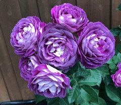 Please Tell Us About Your Best Ten Roses