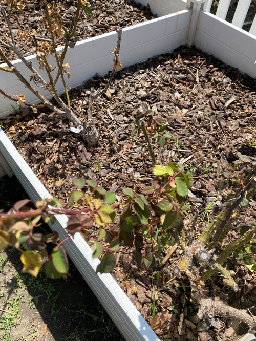 Rose plant dry out and died slowly