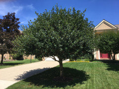 Hawthorn (Crataegus) Tree in Connecticut (zone 6a)?