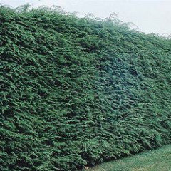 Norway spruce vs. Canadian Hemlock for a Hedge