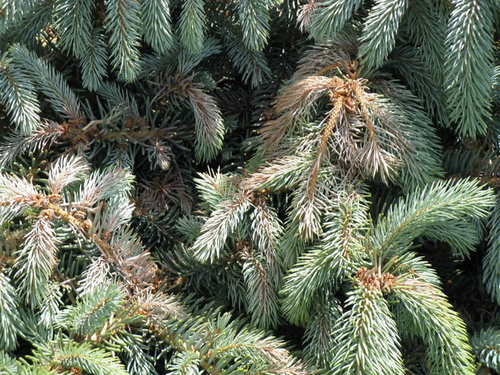 sick globe blue spruce