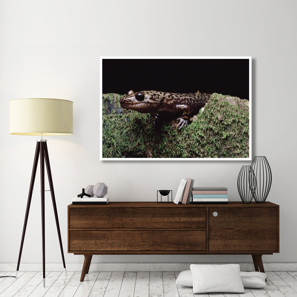 Pacific Giant Salamander On Mossy Rock, Central California-Paper Art ...