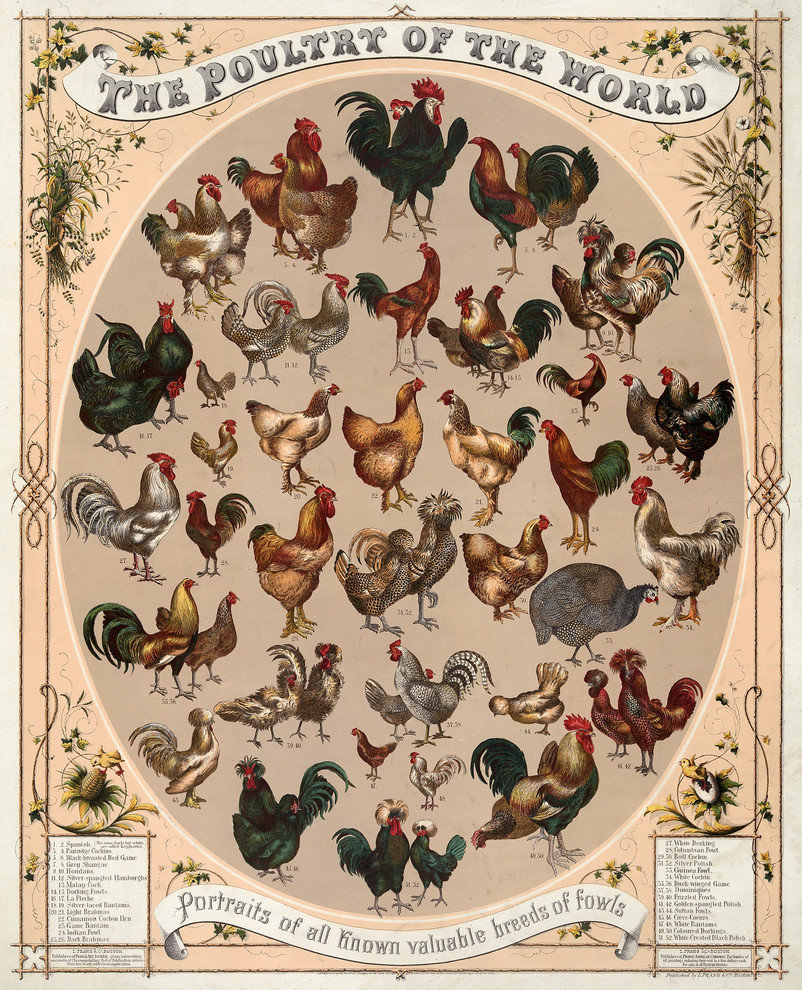 Fowl Portraits Print, 20" x 30" - Contemporary - Prints And Posters ...