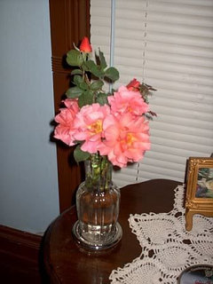 will a single store bought rose grow?