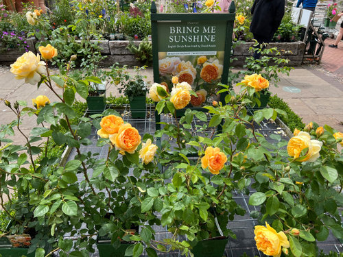 Bring Me Sunshine pics