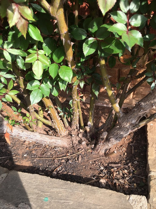 Help identifying rose bush | Houzz Forum