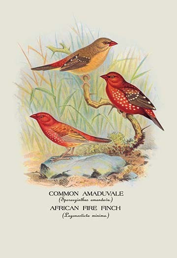 Common Amaduvale; American Fire Finch, 12" x 18" - Traditional - Prints ...