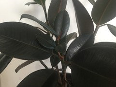 ficus elastica stunted new leaves | Houzz Forum