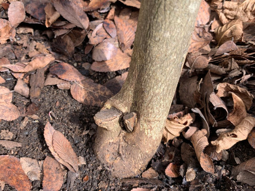 Citrus tree ID by leaf?