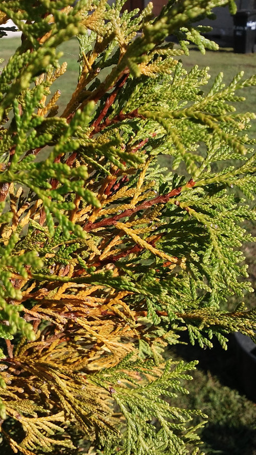 Thuja tree turning yellow in some places. What should I do?