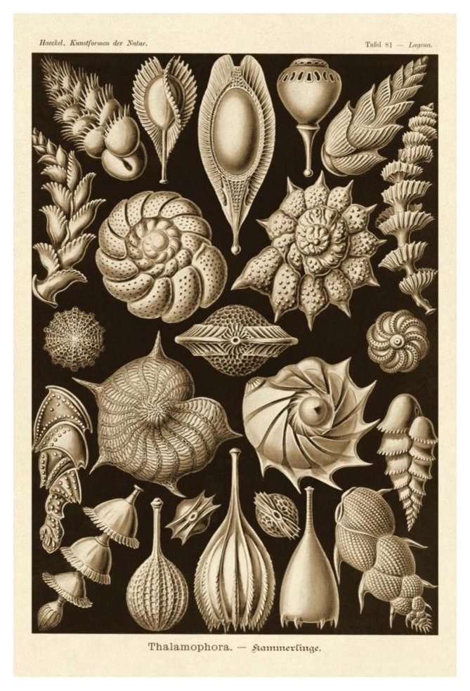 "Haeckel Nature Illustration: Thalamophora, Forminifera Tint" Paper Art ...
