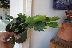 What is wrong with my Easter Cactus?