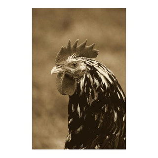 "Domestic Chicken, Gournay cockerel, Normandy, France" Paper Art, 14 ...