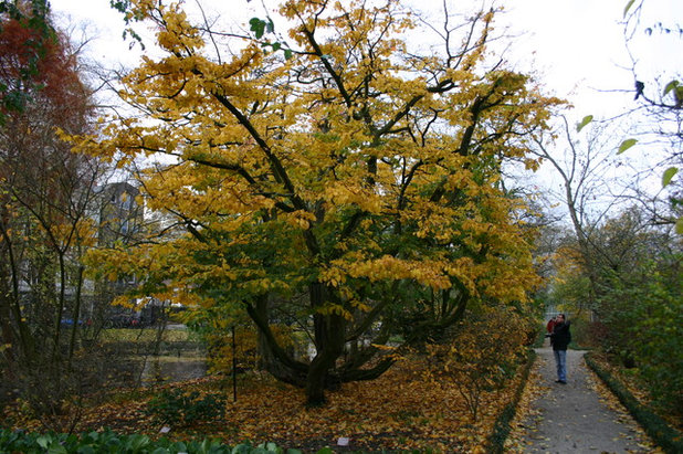 Great Design Tree: Persian Ironwood